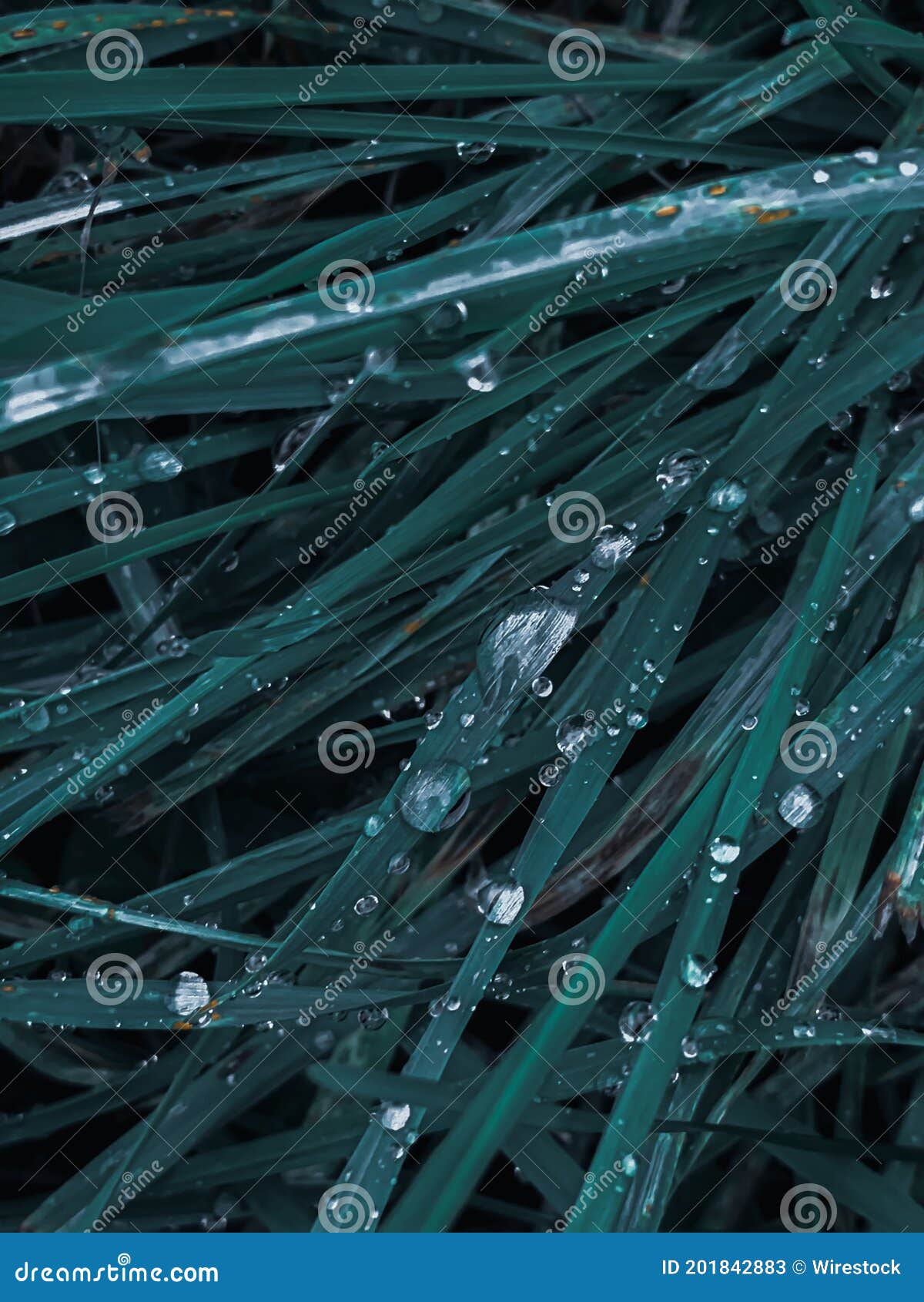 Vertical Shot of Dewy Grass Stock Image - Image of growth, vertical ...