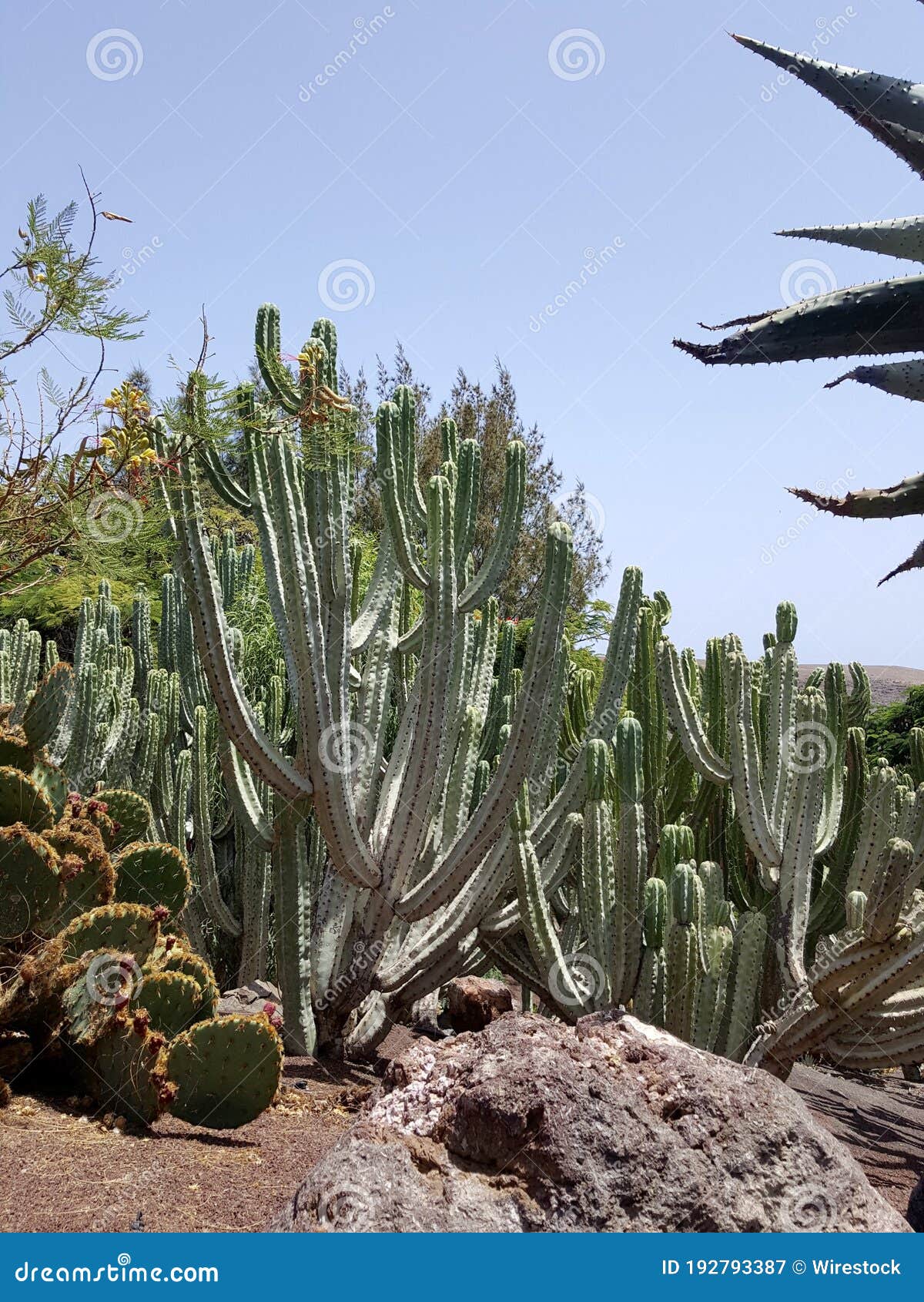Vertical Shot of Different Cacti Plants during Daylight, Including ...