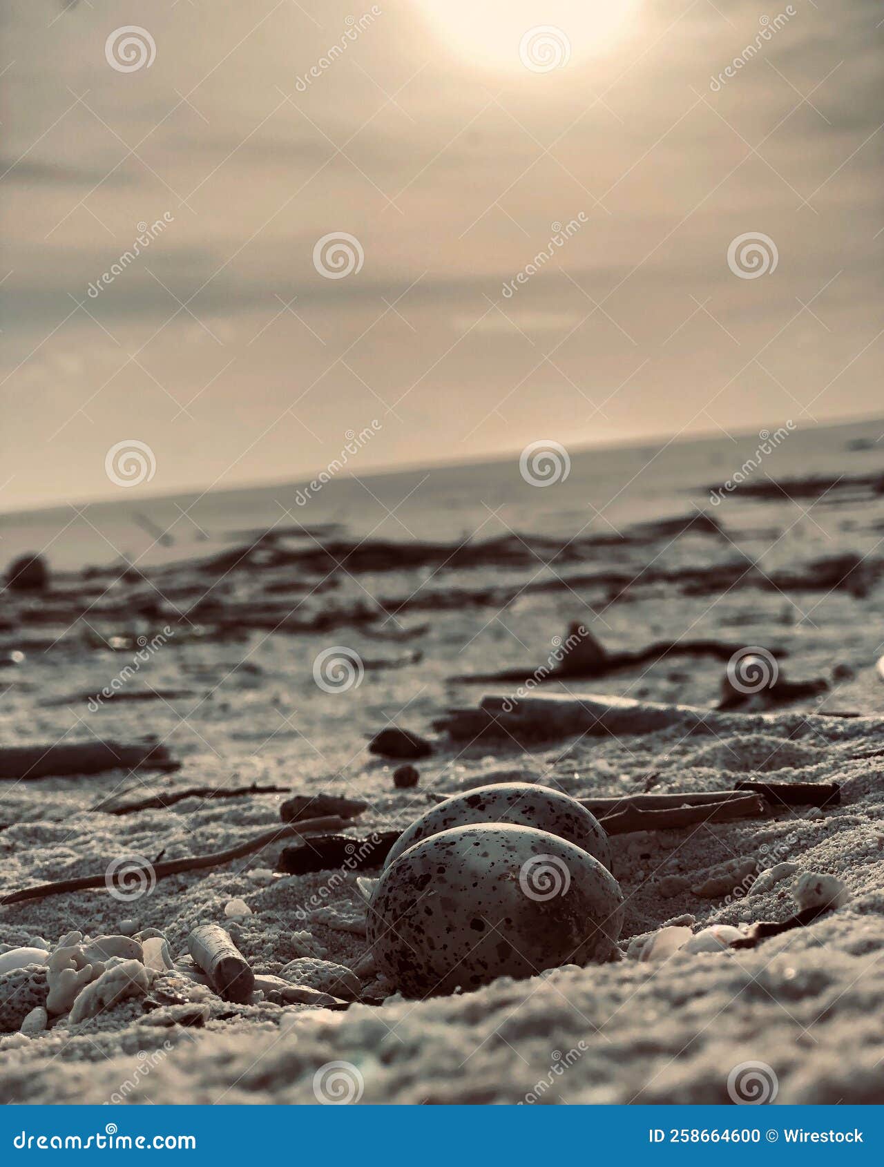 Vertical Shot of Different Objects Lying on the Sand of a Beach Stock ...