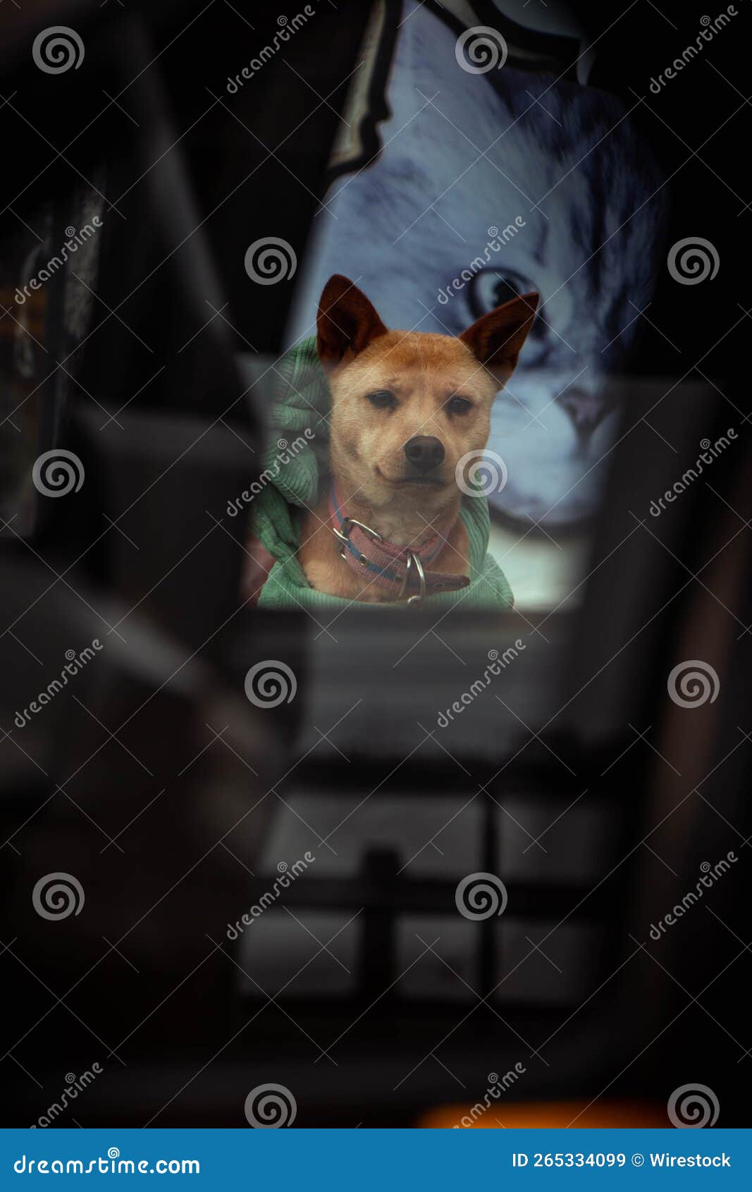 Vertical Shot of a Dingo Dog Behind the Window Stock Image - Image of ...