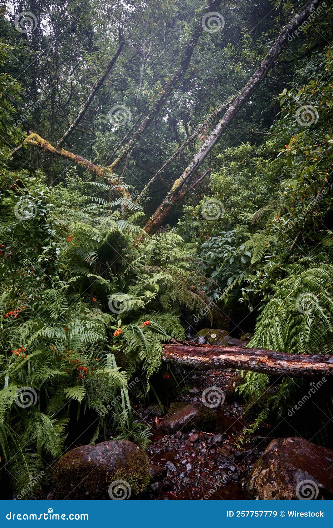 Vertical Shot of a Dirt Part Going through a Forest Surrounded by Trees ...