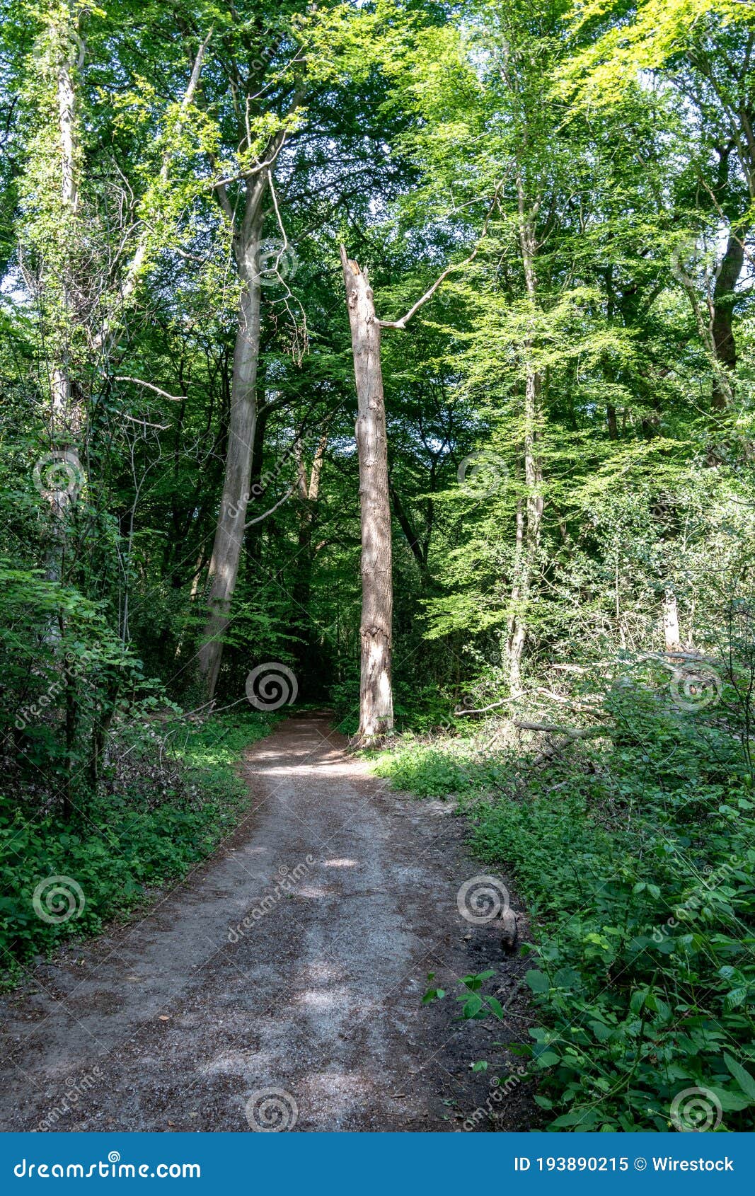 Vertical Shot of a Dirt Road in the Woods Captured during the Daytime ...