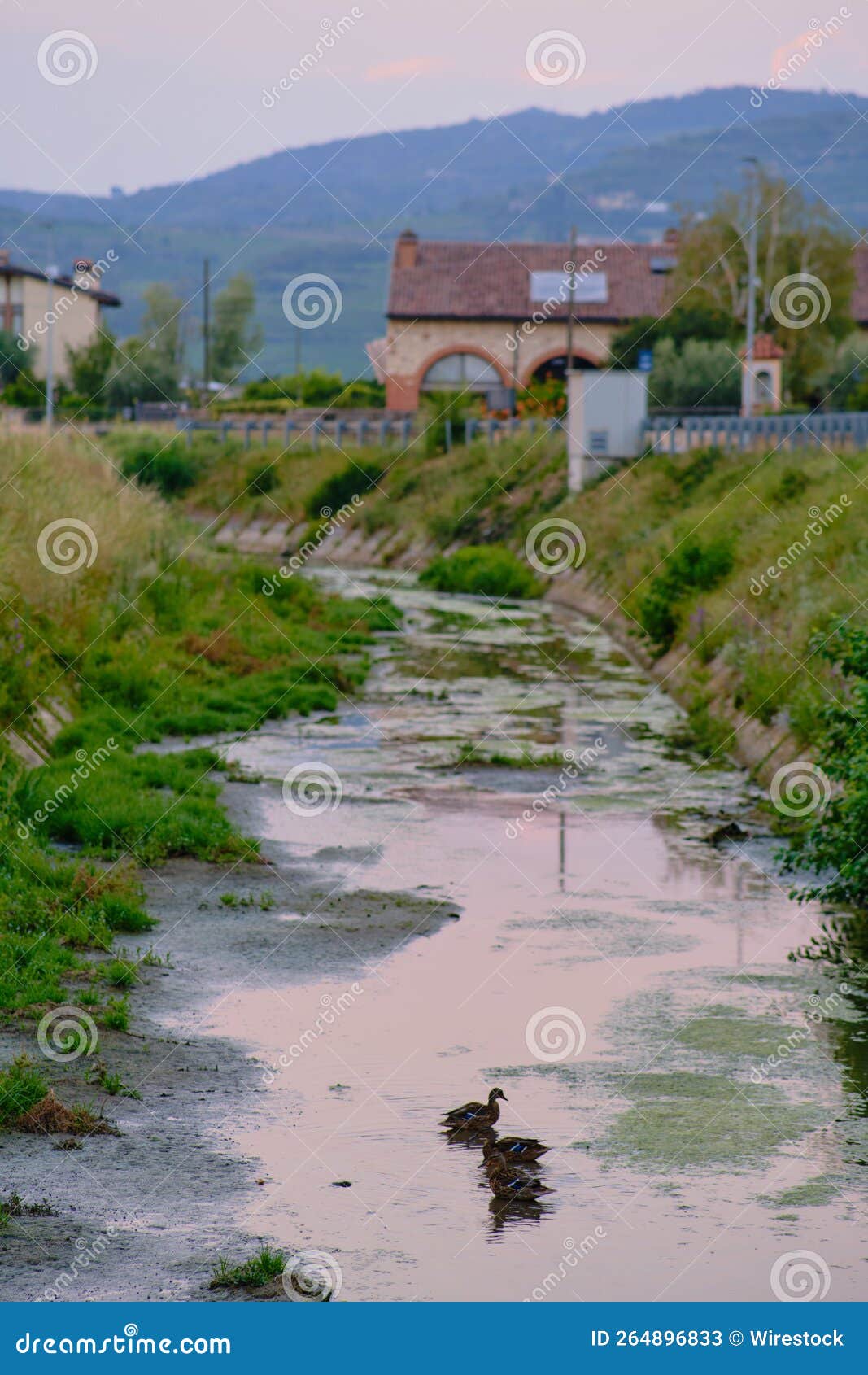 Vertical Shot of a Dirty River with Ducks in a City Stock Image - Image ...