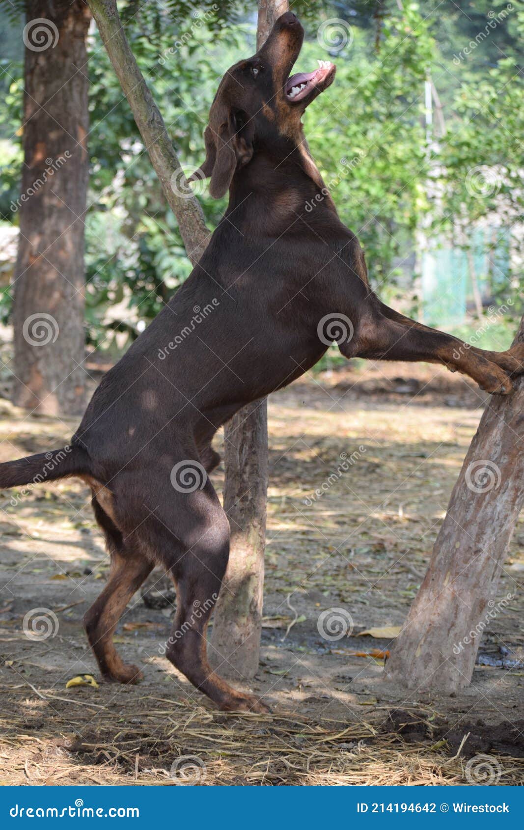 Vertical Shot of a Dog Barking while Trying To Climb a Tree Stock Photo ...