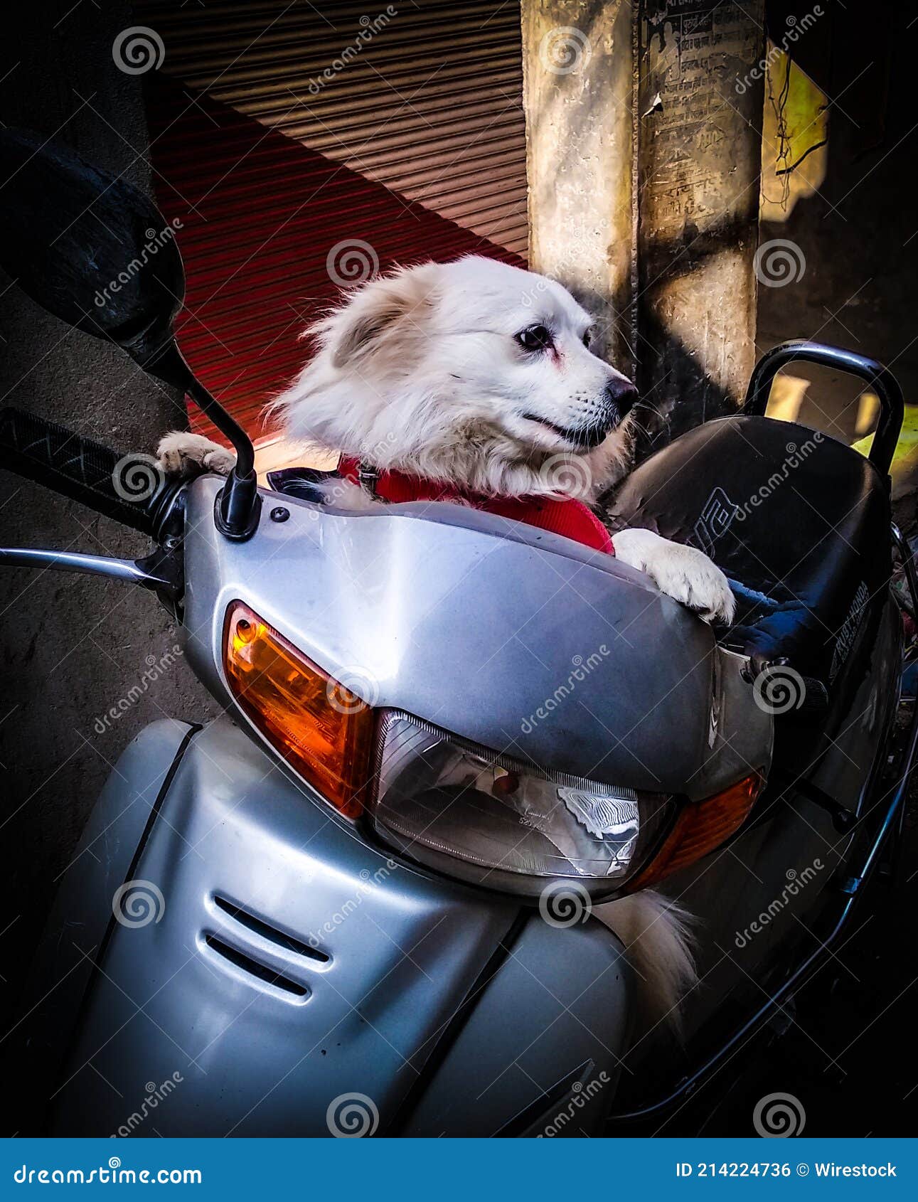 Vertical Shot of a Dog Riding Motorcycle Stock Photo - Image of sport ...