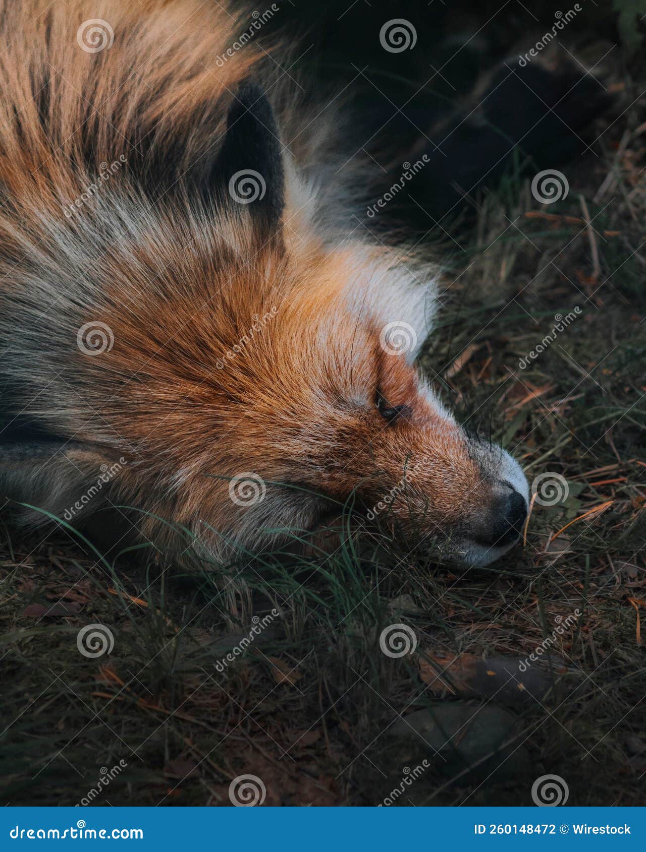 Vertical Shot of a Domesticated Red Fox Sleeping on the Floor Stock ...