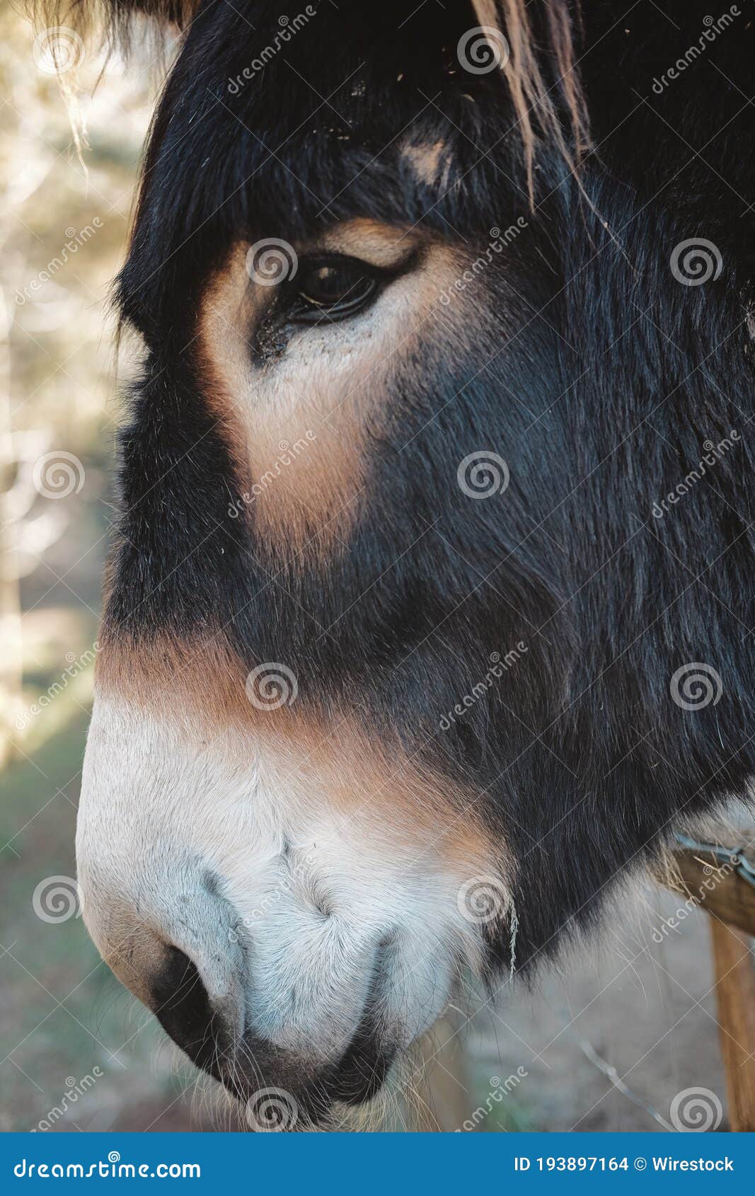 Vertical Shot of a Donkey Face in a Field Stock Photo - Image of ...