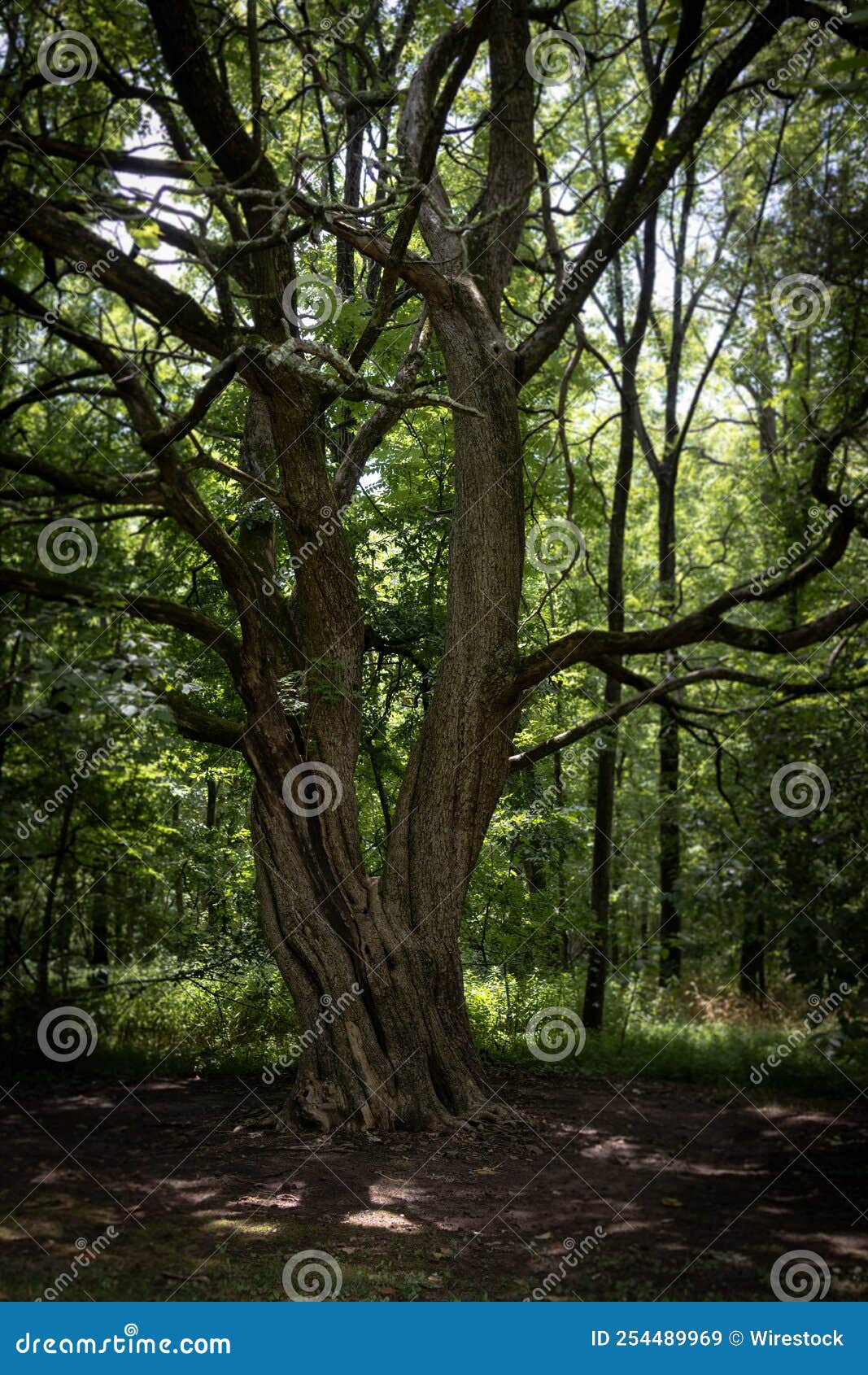 Vertical Shot of a Dramatic Tree in a Forest Stock Image - Image of ...