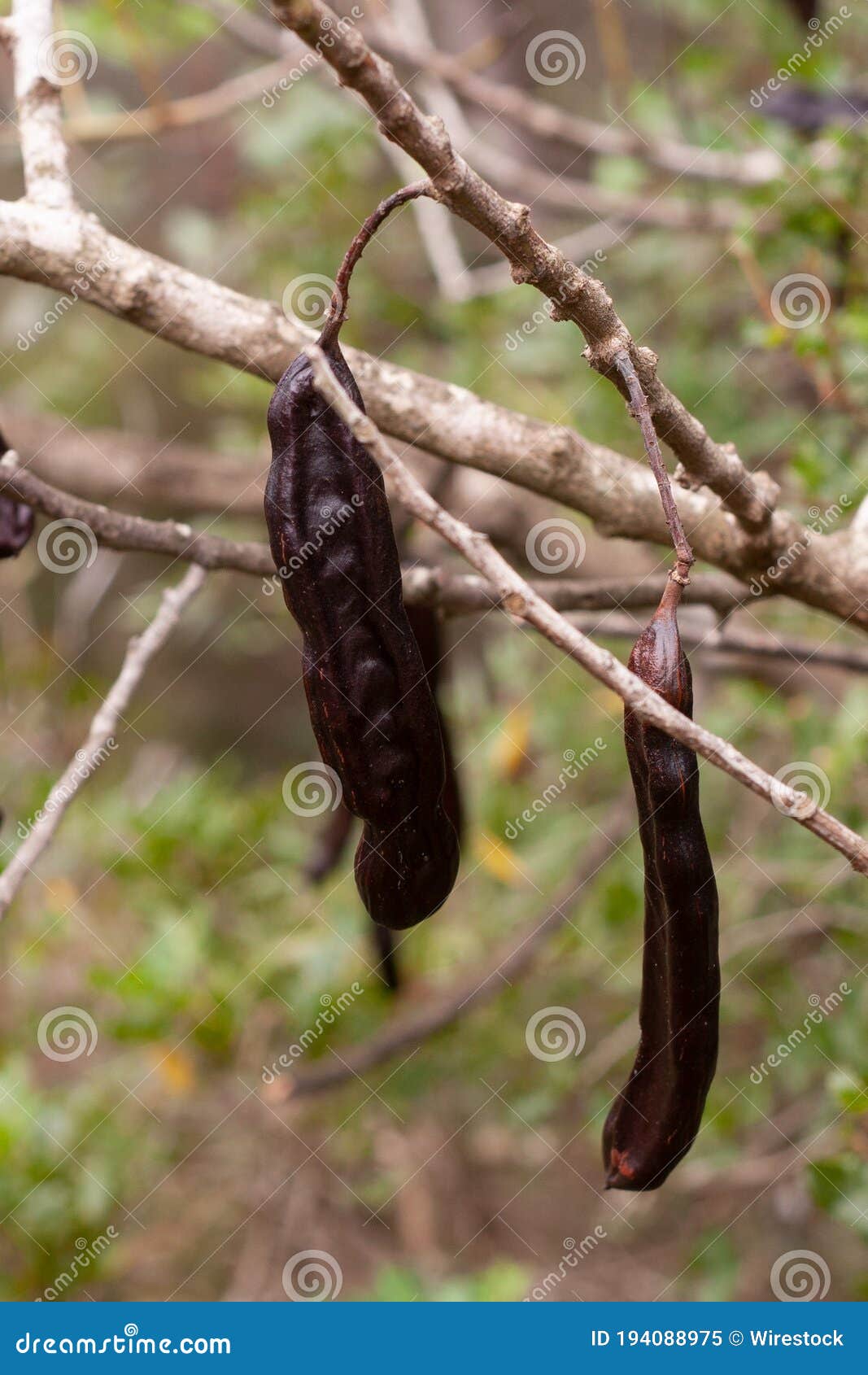 Vertical Shot of Dried Carob Ceratonias Stock Image - Image of colours ...