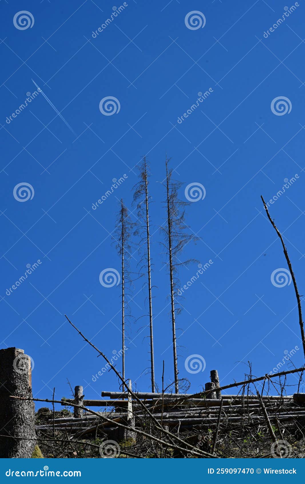 Vertical Shot of Dried and Cut Down Trees Stock Photo - Image of ...