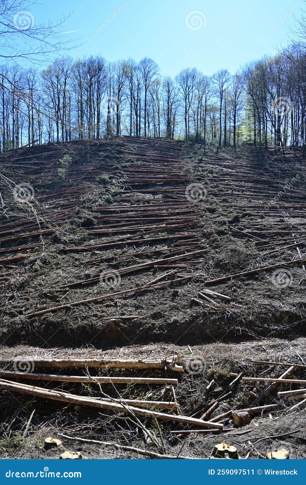 Vertical Shot of Dried and Cut Down Trees Stock Image - Image of thin ...