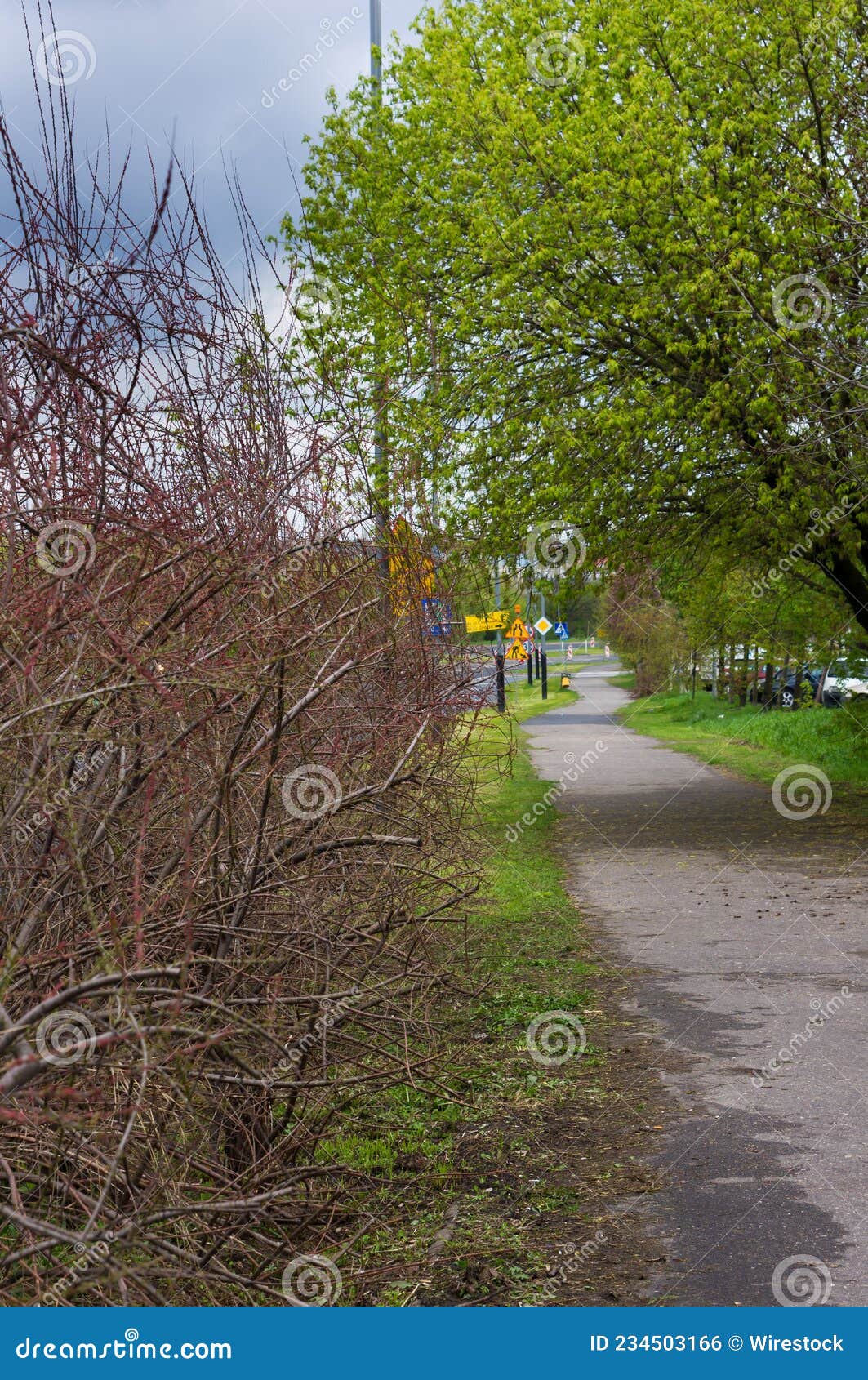 Vertical Shot of Dried Shrubs Along the Pathway Stock Photo - Image of ...