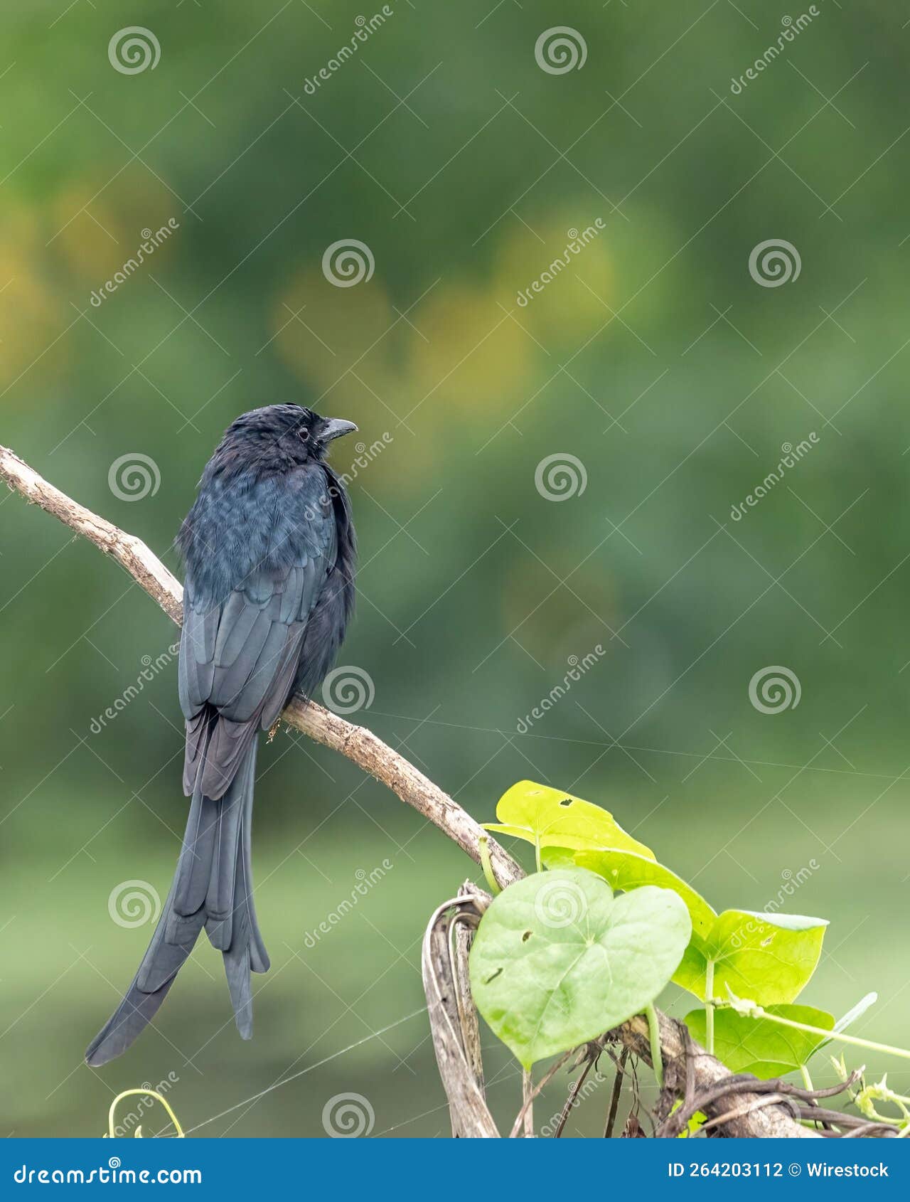 Vertical Shot of a Drongo Bird Perching on a Tree Branch in the Garden ...