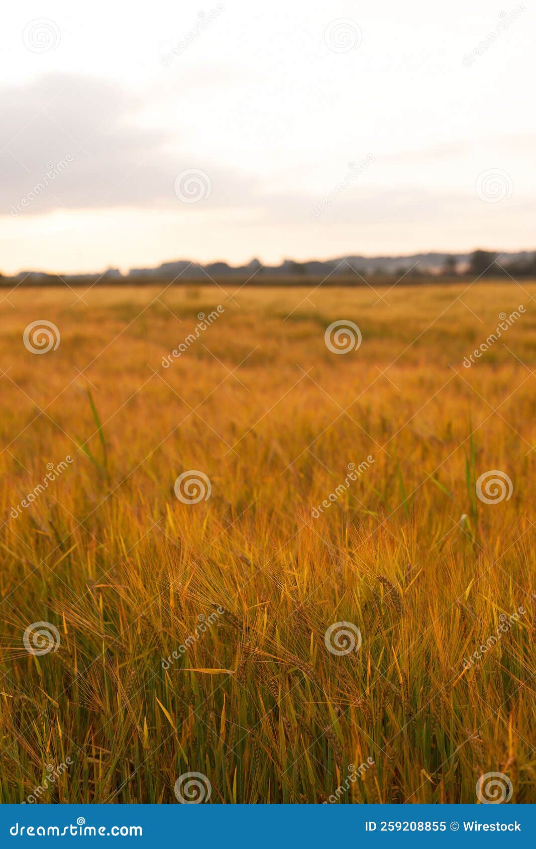 Vertical Shot of a Dry Grass Field Stock Image - Image of natural ...