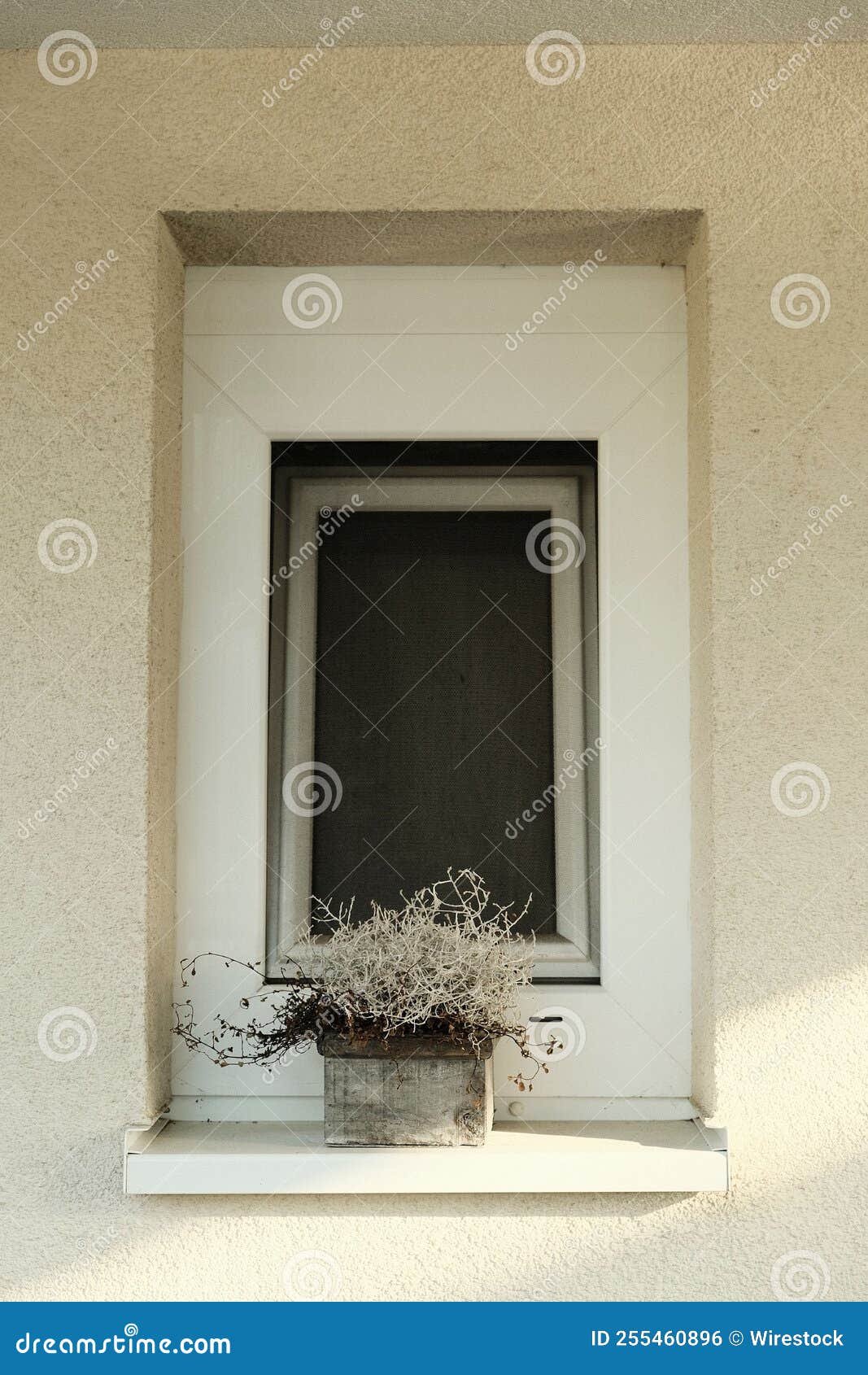 Vertical Shot of a Dry Potted Plant on a Windowsill Stock Photo - Image ...