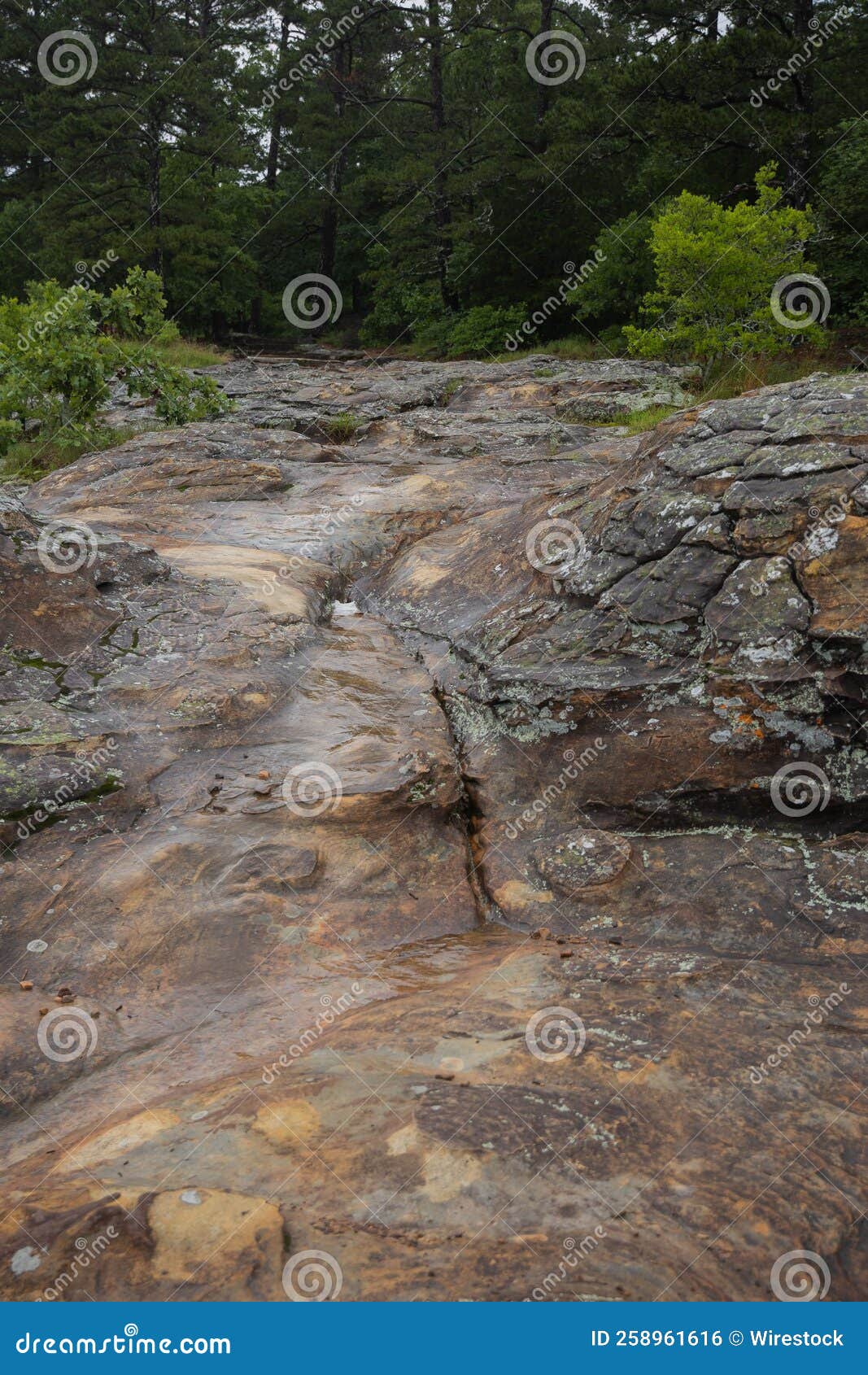 Vertical Shot of an almost Dry Streambed in a Forest Stock Photo ...
