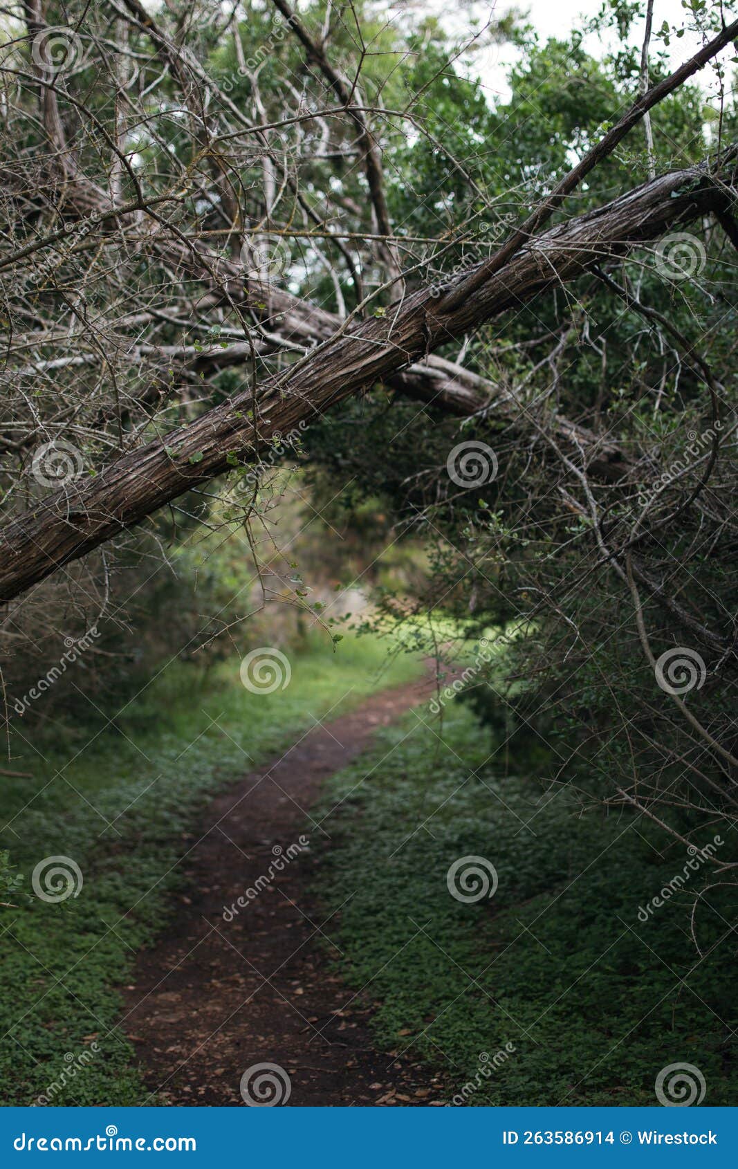 Vertical Shot of Dry Tree Trunks Bending Over a Narrow Trail in the ...
