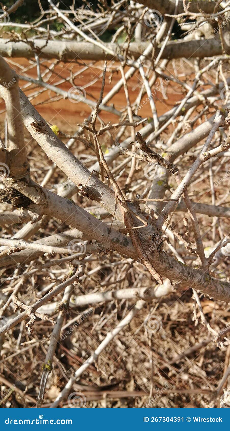 Vertical Shot of Dry and Withered Branches and Twigs of a Fallen Tree ...