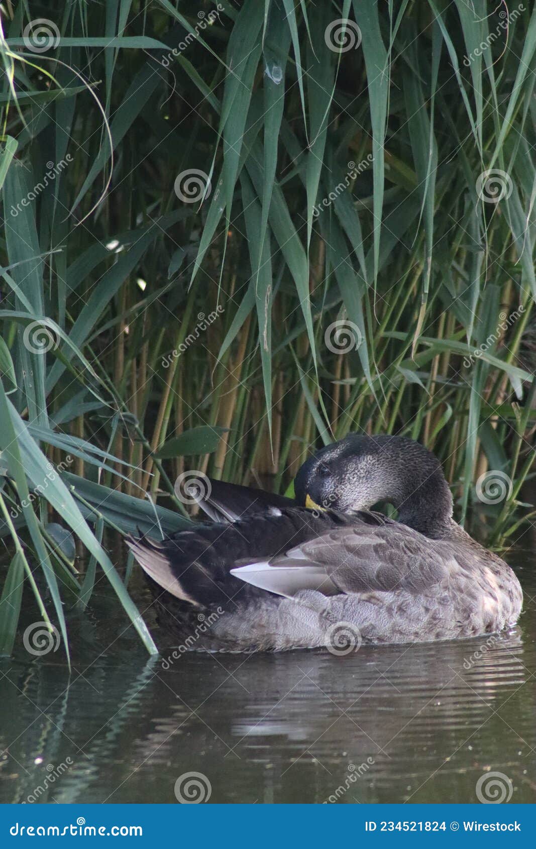 Vertical Shot of a Duck Hiding in the Reed and Cleaning Itself Stock ...