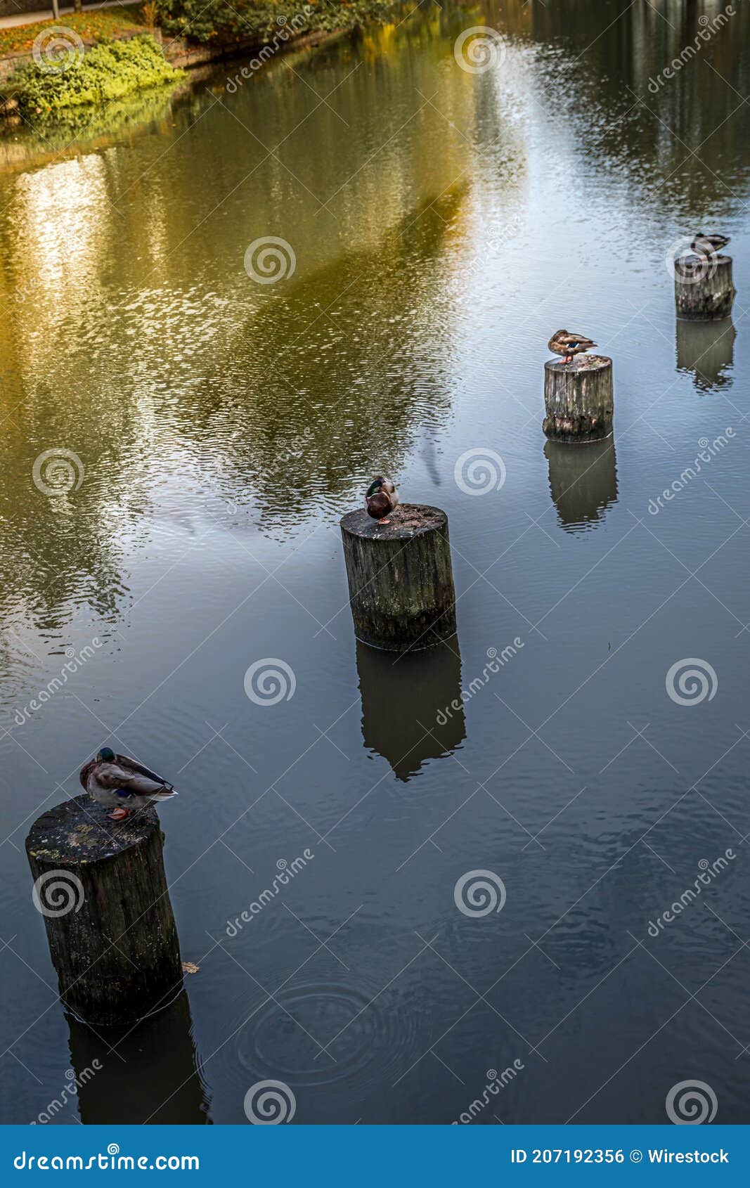Vertical Shot of Ducks on Wooden Piles in the Lake Stock Photo - Image ...