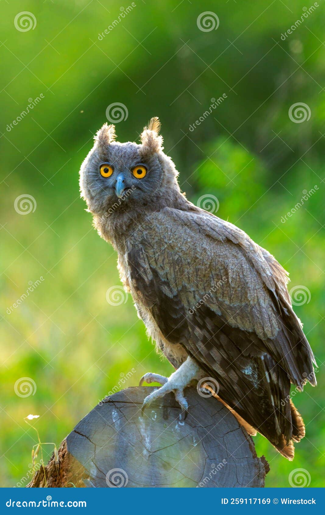 Vertical Shot of a Dusky Eagle Owl on a Tree during the Day Stock Image ...
