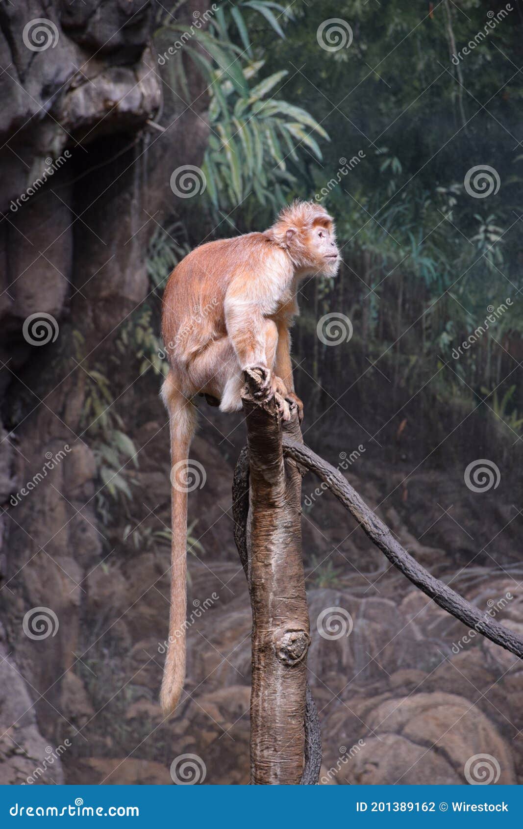 East Javan Langur Trachypithecus Auratus Mother And Child On Tree ...