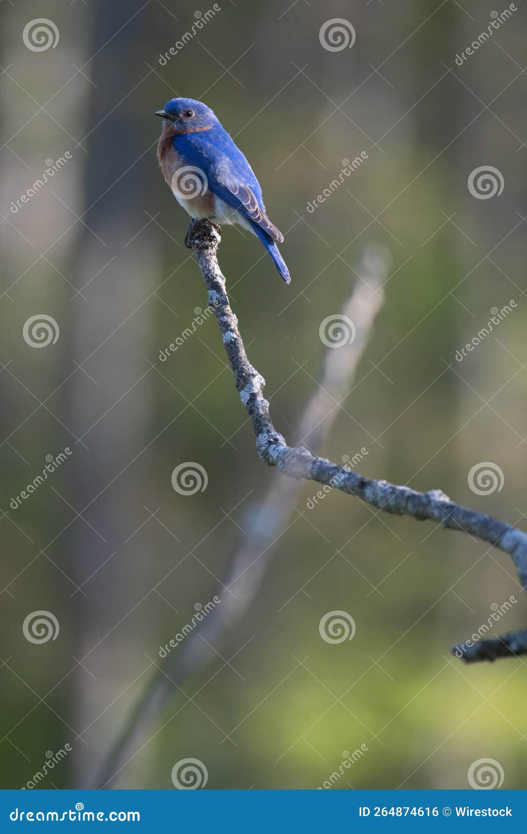 Vertical Shot of an Eastern Bluebird on a Tree Branch Stock Photo ...