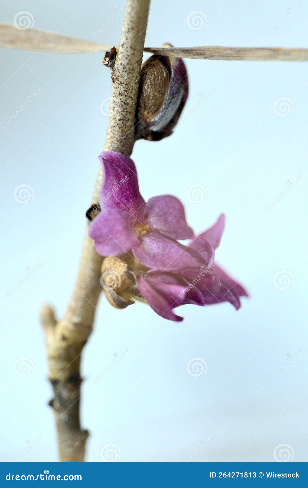 Vertical Shot of Eastern Redbud Flowers on a Branch Stock Image - Image ...