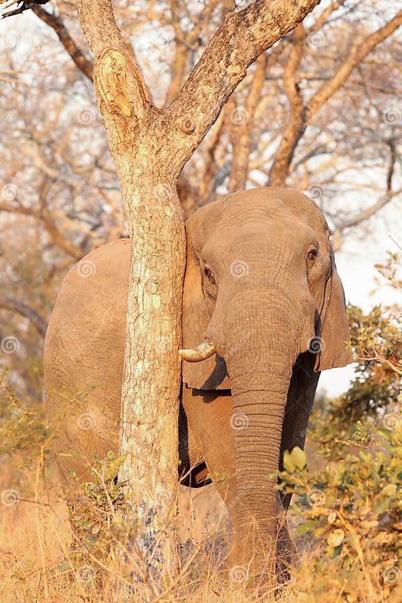 Vertical Shot of an Elephant Behind a Tree Stock Photo - Image of sunny ...