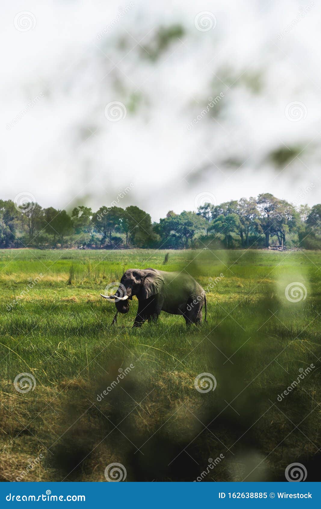 Vertical Shot of an Elephant Behind a Tree in the Middle of the Jungle ...