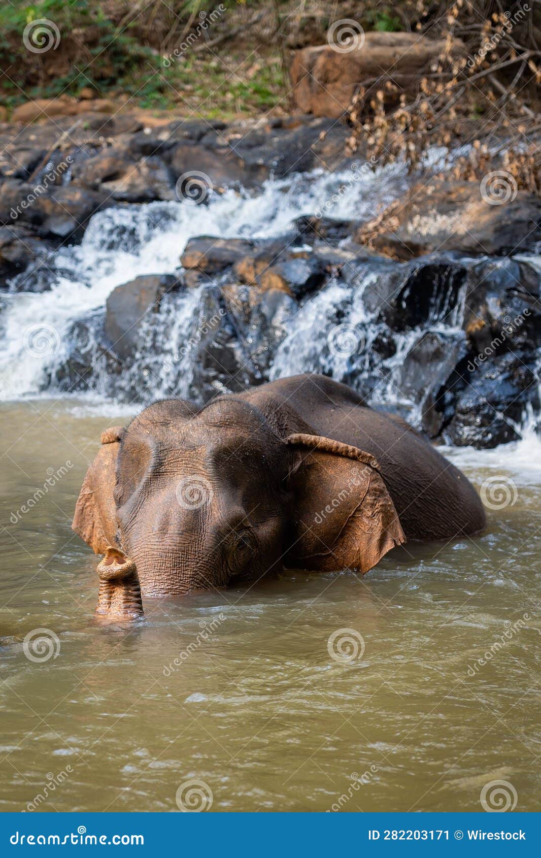 Vertical Shot of an Elephant in a Pond in Saen Monorom, Cambodia Stock ...
