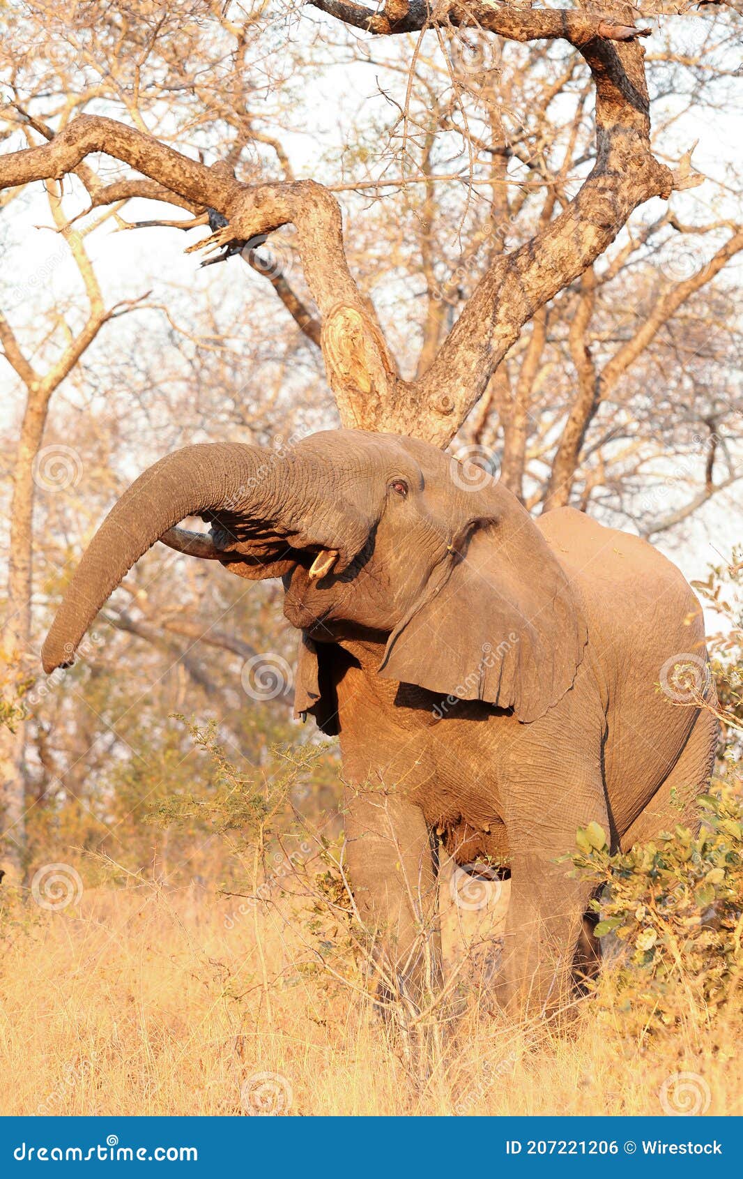 Vertical Shot of an Elephant Roaring in a Meadow Under the Sunlight ...
