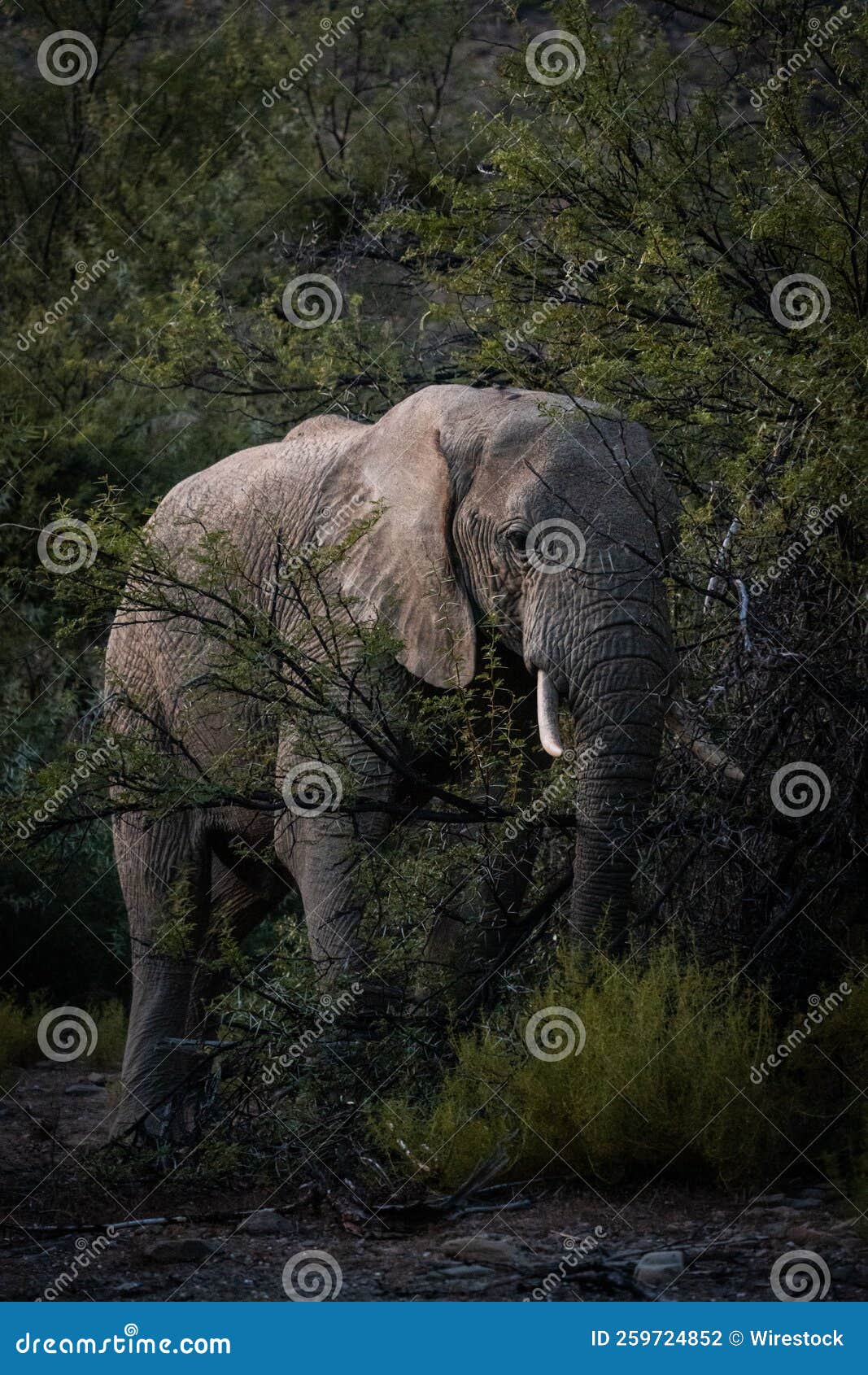 Vertical Shot of an Elephant in South Africa Stock Photo - Image of ...