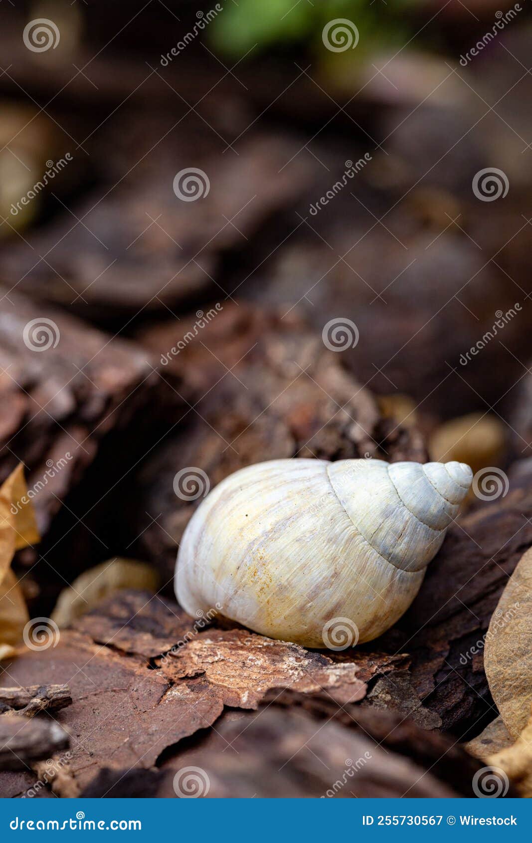 Vertical Shot of an Empty Snail Shell on a Rocky Surface Stock Image ...