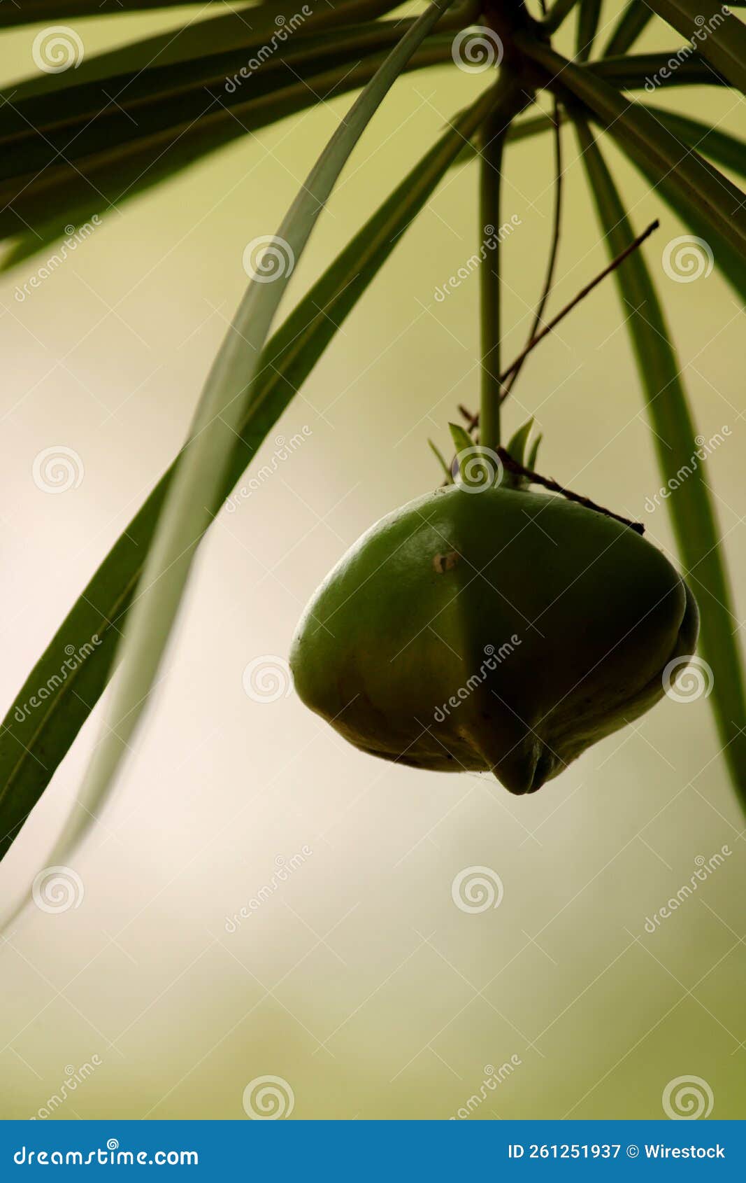 Vertical Shot of an Exotic Cascabela Thevetia Fruit Stock Image - Image ...