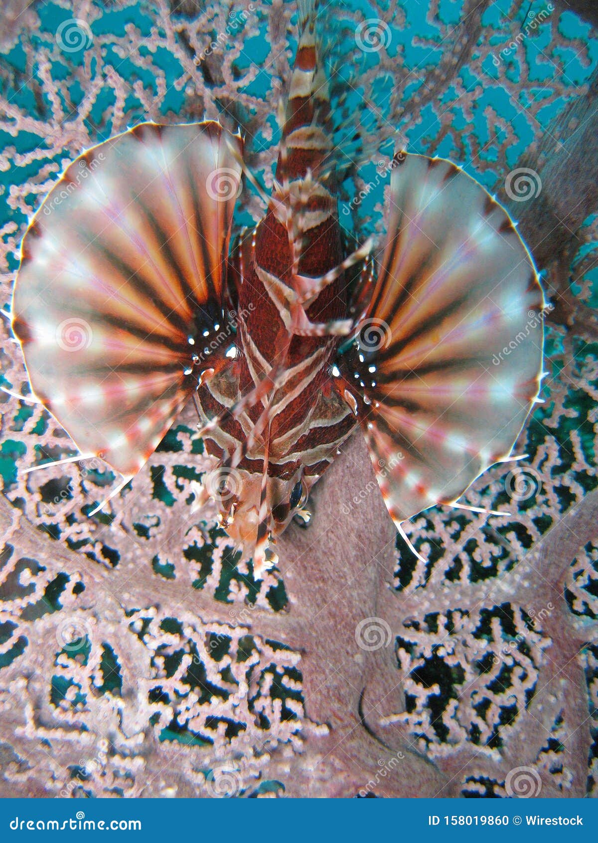 Vertical Shot of an Exotic Fish Swimming Underwater Stock Photo - Image ...