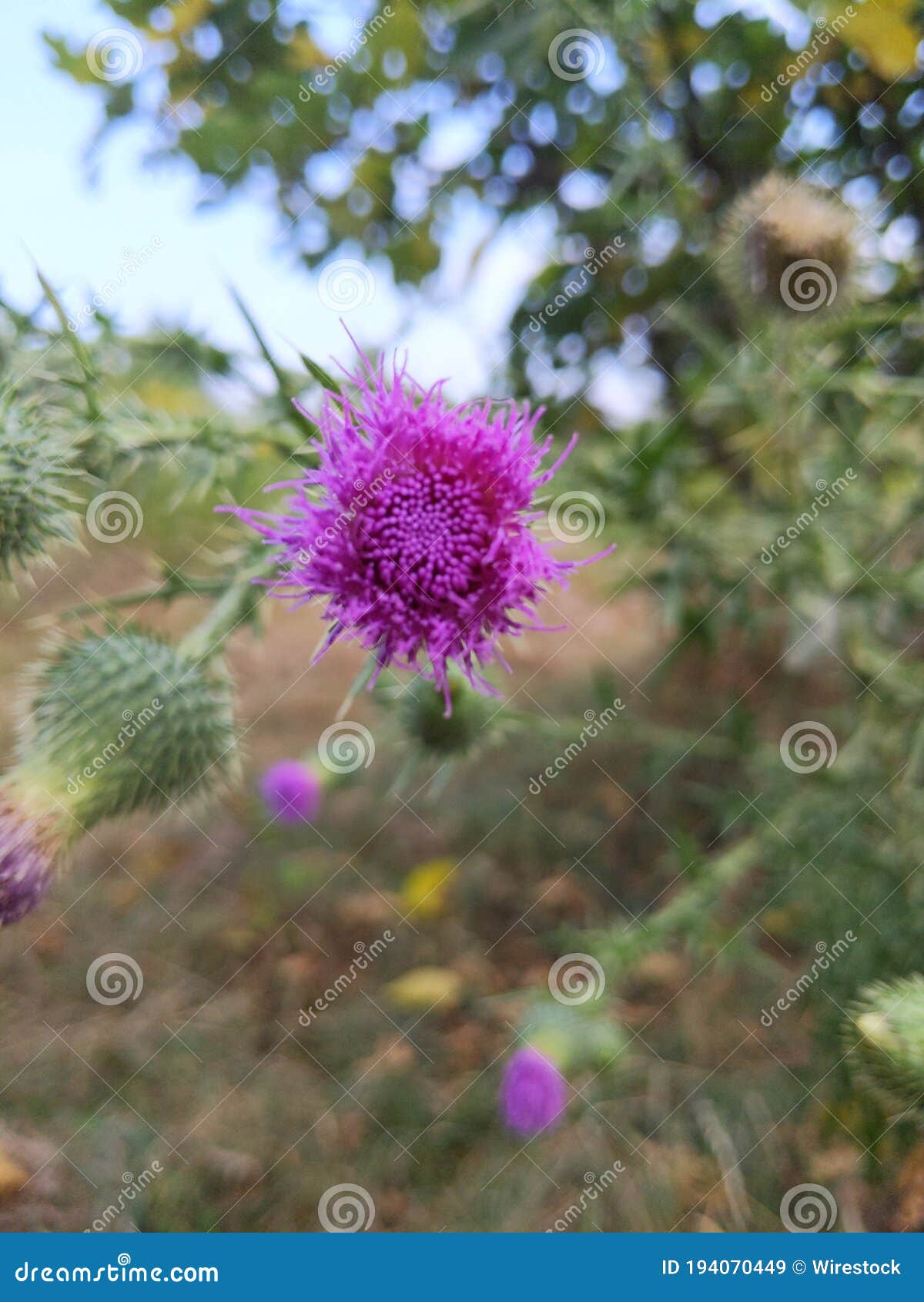 Vertical Shot of Exotic Purple Flowers Captured in a Forest Stock Image ...