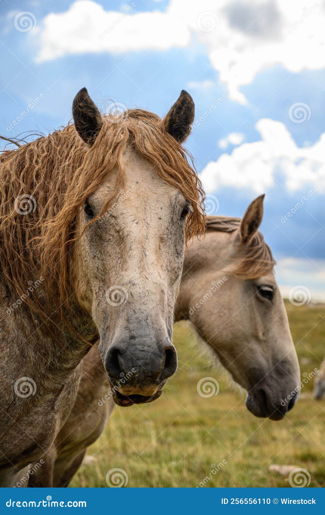 Vertical Shot of the Faces of Two Beautiful White Horses in the ...