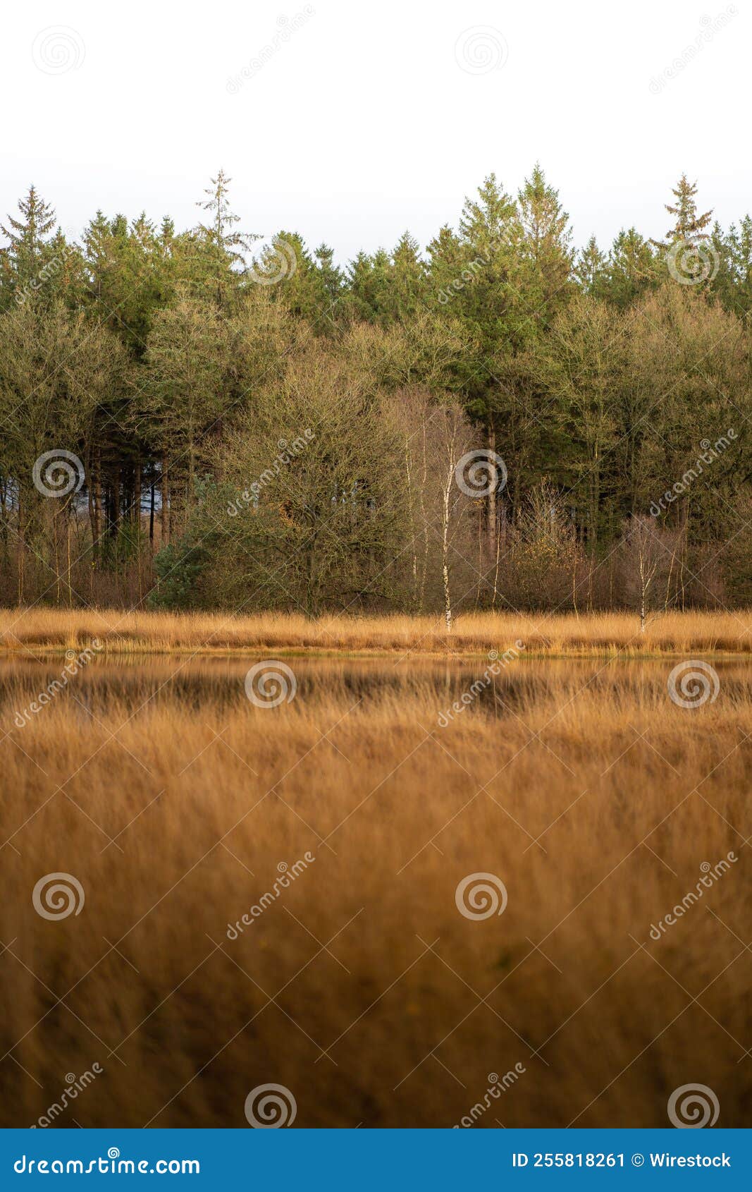 Vertical Shot of Fall Forest Stock Image - Image of environment ...