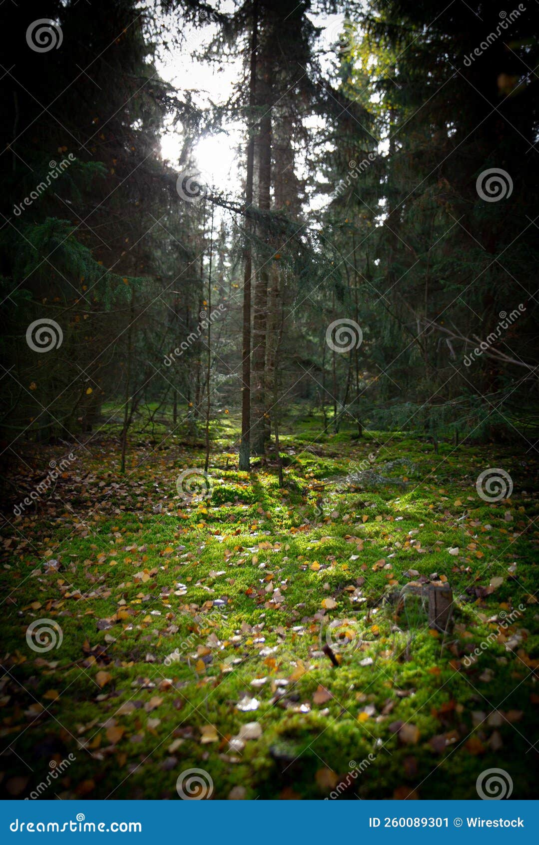 Vertical Shot of Fall Leaves with Grass on Ground and Trees in the ...