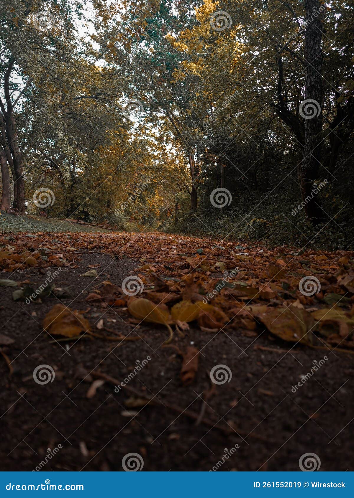 Vertical Shot of Fall Leaves on Ground with Trees in the Background in ...