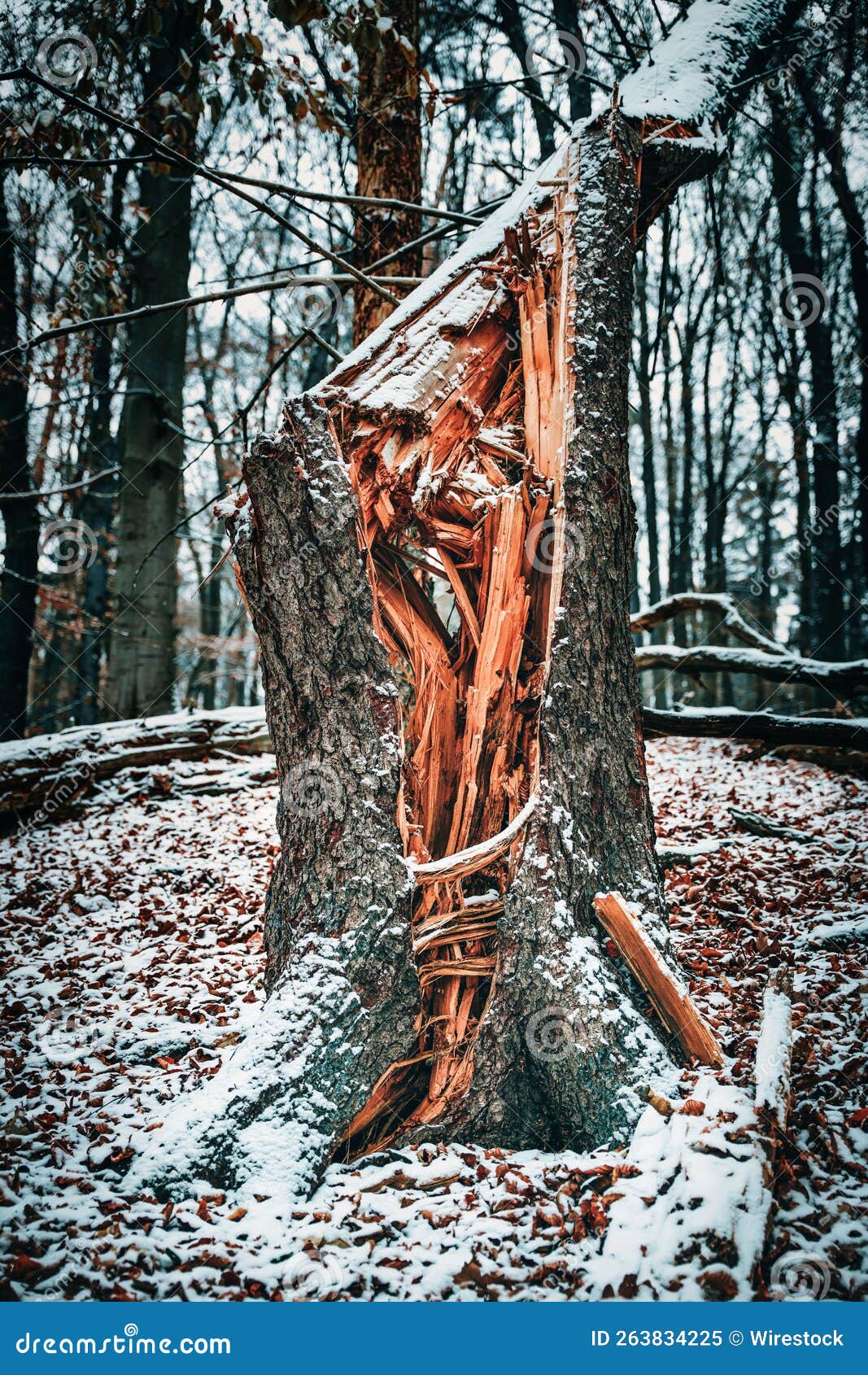 Vertical Shot of a Fallen Beech Tree in a Forest in Winter Stock Image ...