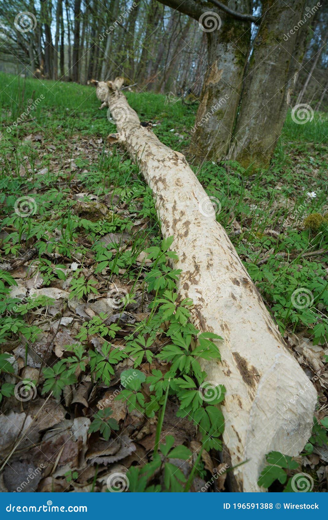 Vertical Shot of a Fallen Tree Log in a Forest Stock Photo - Image of ...