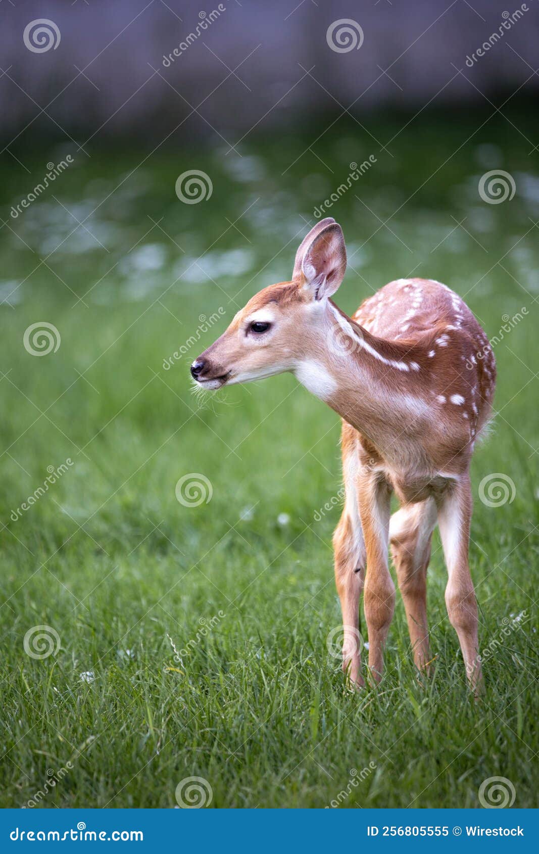Vertical Shot of a Fawn on a Grassy Meadow Stock Image - Image of ...