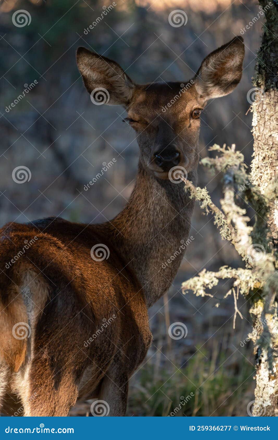 Vertical Shot of a Fawn Winking Its Eyes in a Forest Stock Image ...