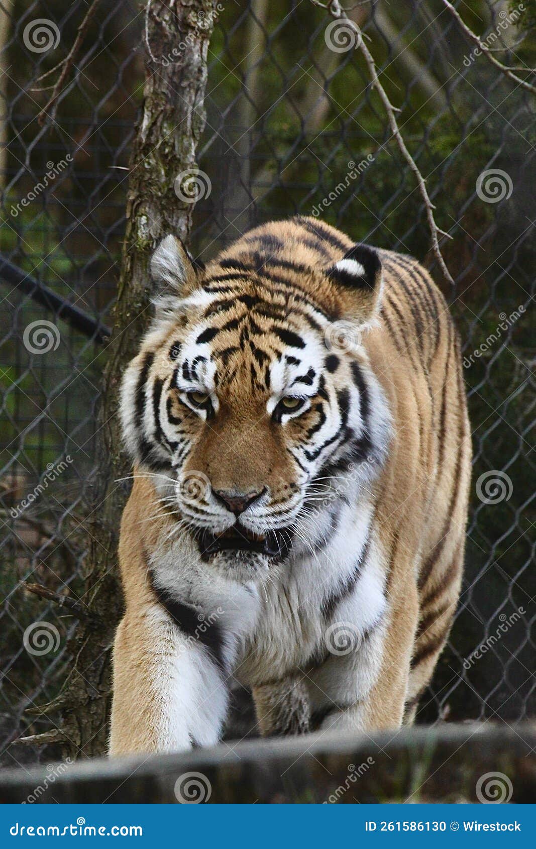 Vertical Shot of a Female Tiger in the Forest Stock Photo - Image of ...