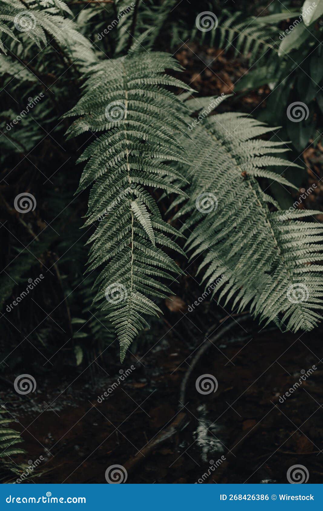 Vertical Shot of a Fern Branch (Polypodiopsida) Stock Photo - Image of ...