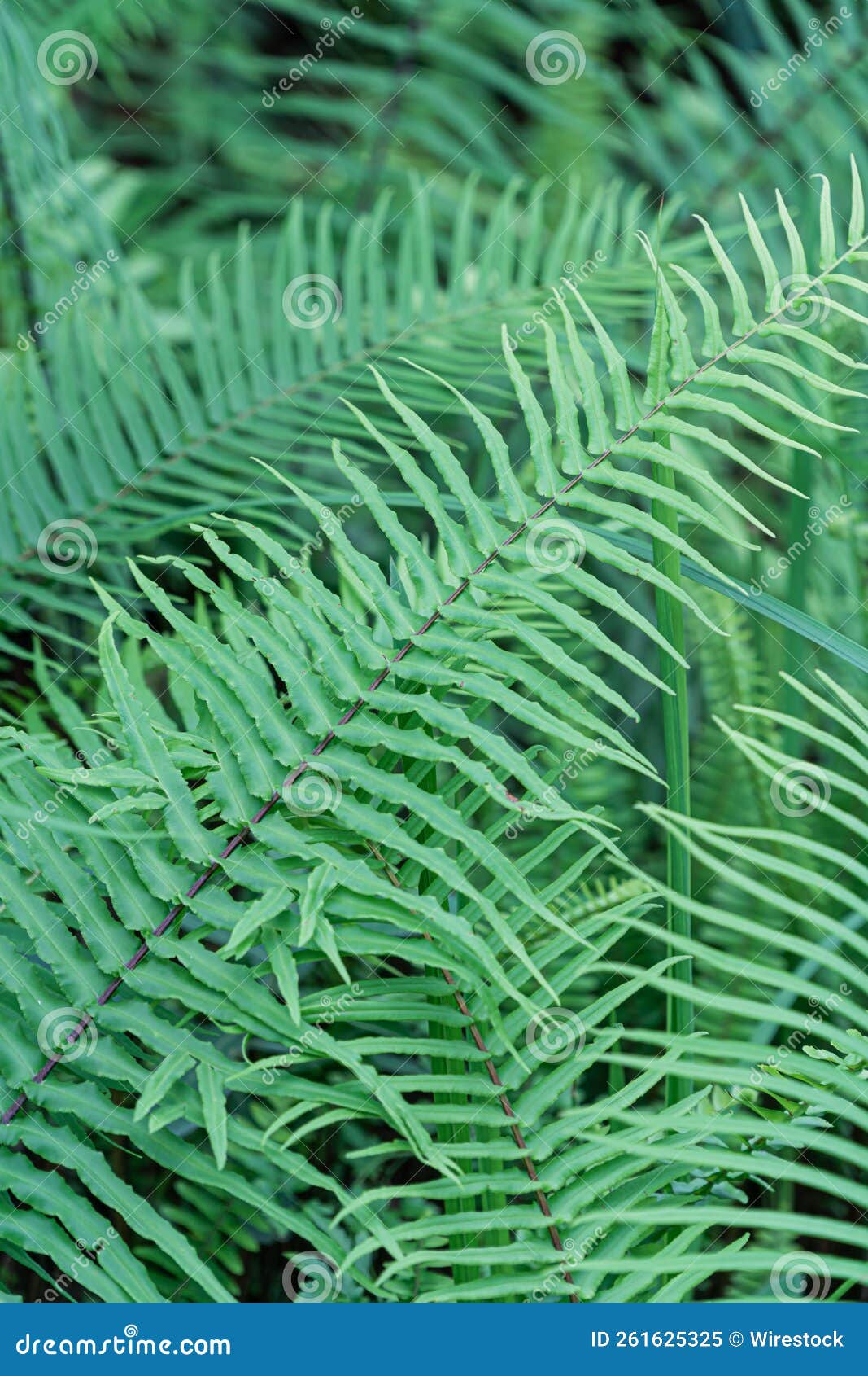 Vertical Shot of Ferns Leaves Stock Image - Image of environment ...