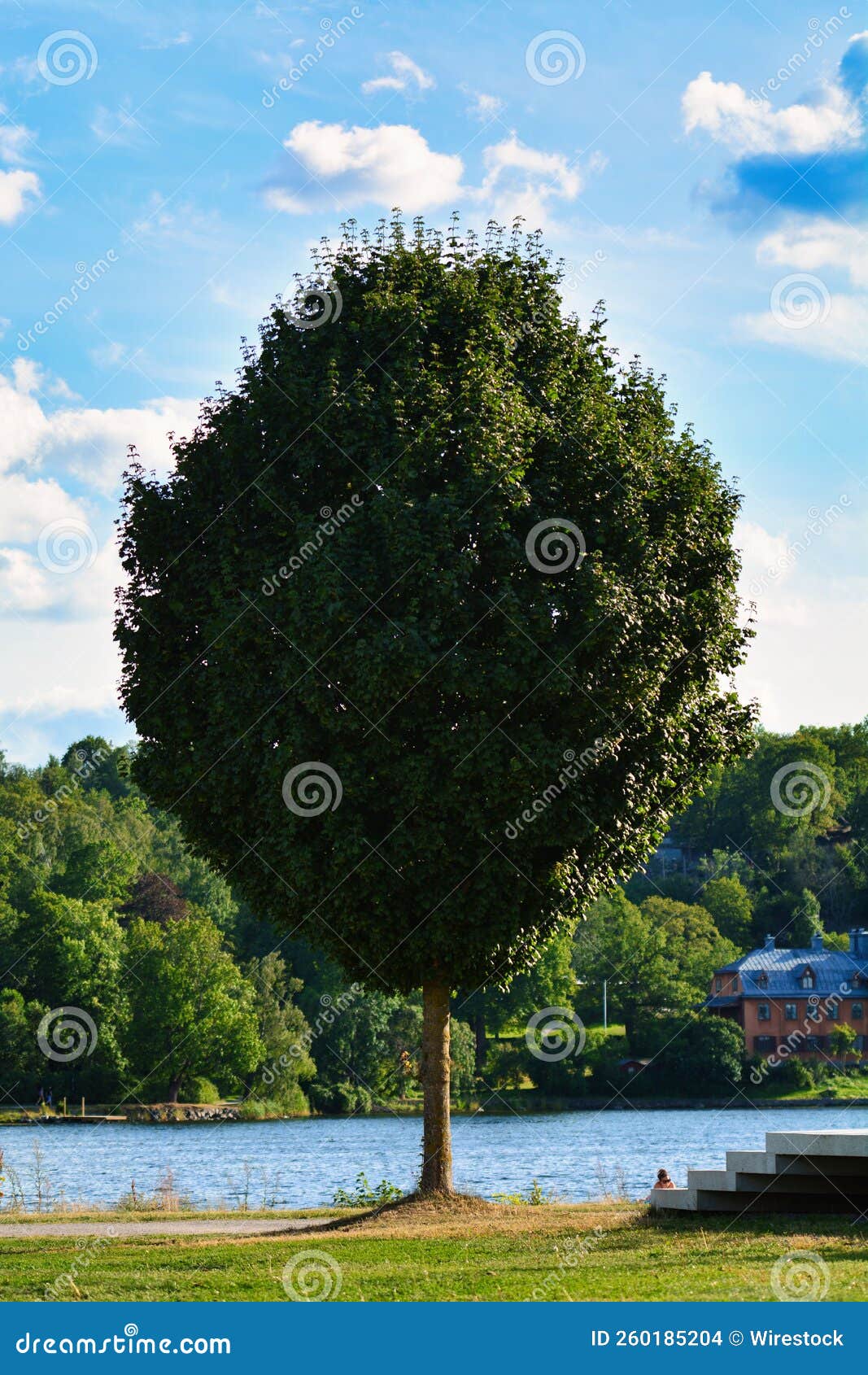 Vertical Shot of a Field Maple Tree in Front of a Blue Lake Under the ...
