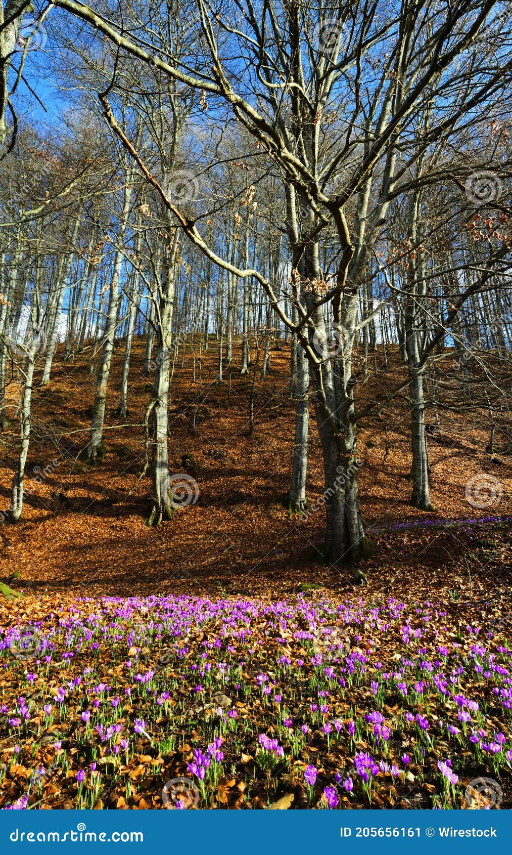 Vertical Shot of a Field of Spring Crocuses Stock Image - Image of ...